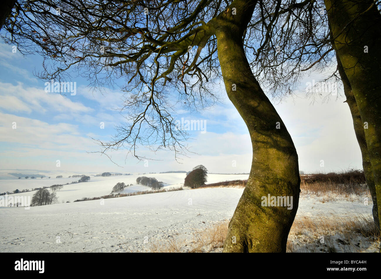 Berkshire Downs Baydon Wiltshire UK Winter Snow Stock Photo - Alamy