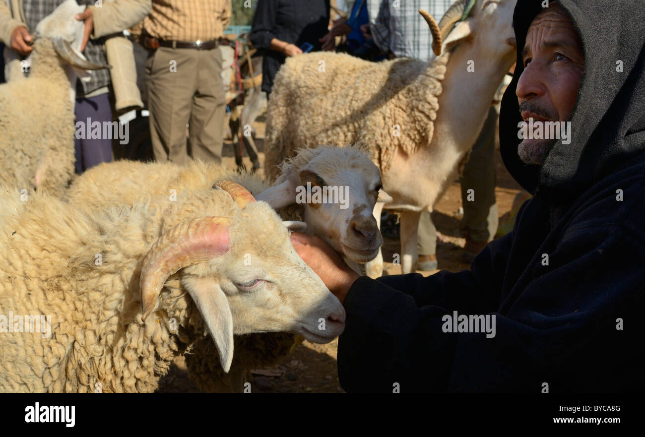 Shepherd selling his sheep at the Ait Ourir market Morocco for ...