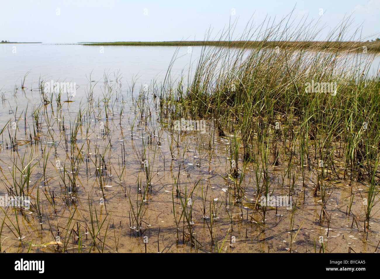 Shallow Water Wetlands