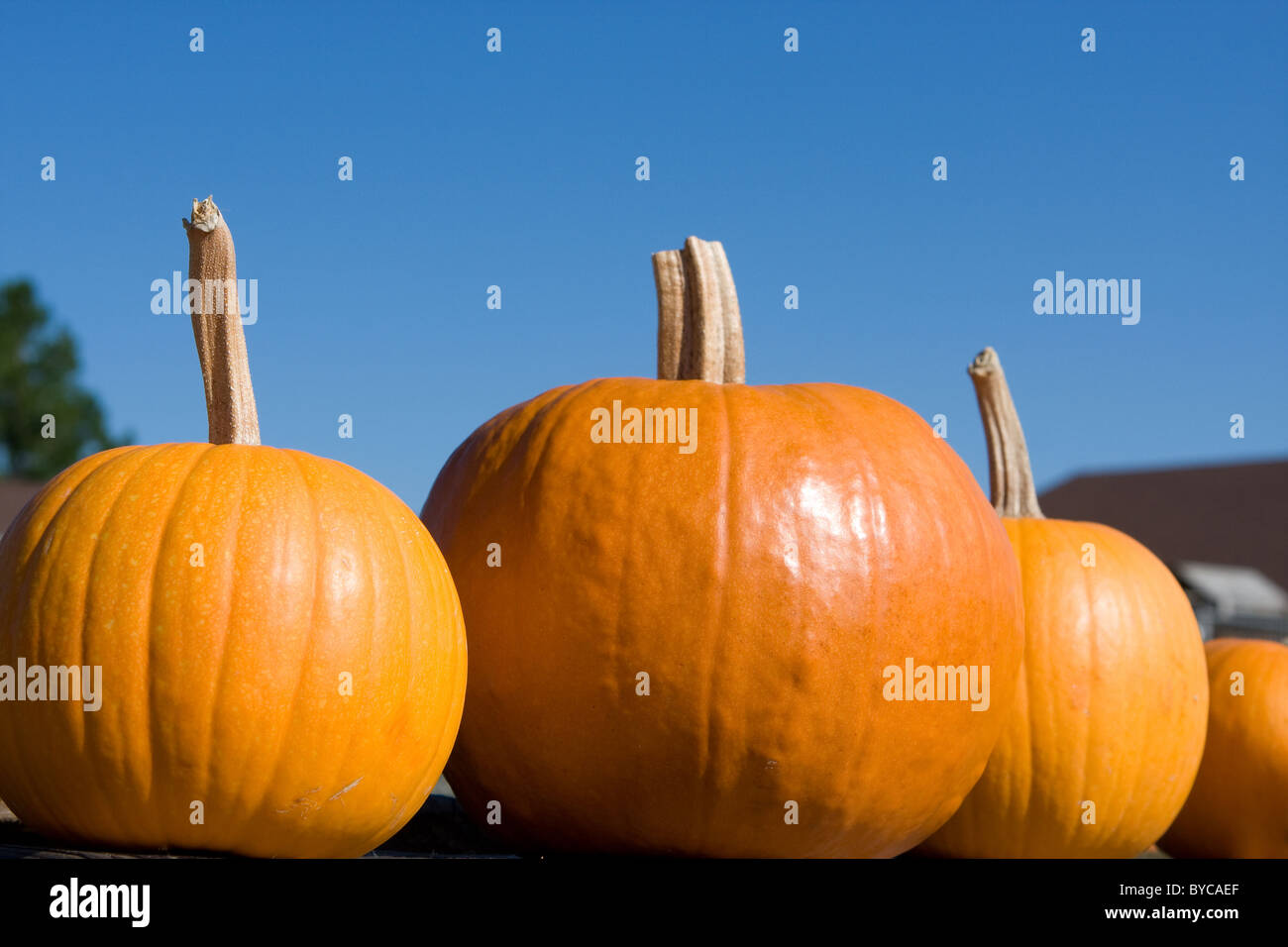 Three pumpkins against a blue sky Stock Photo - Alamy