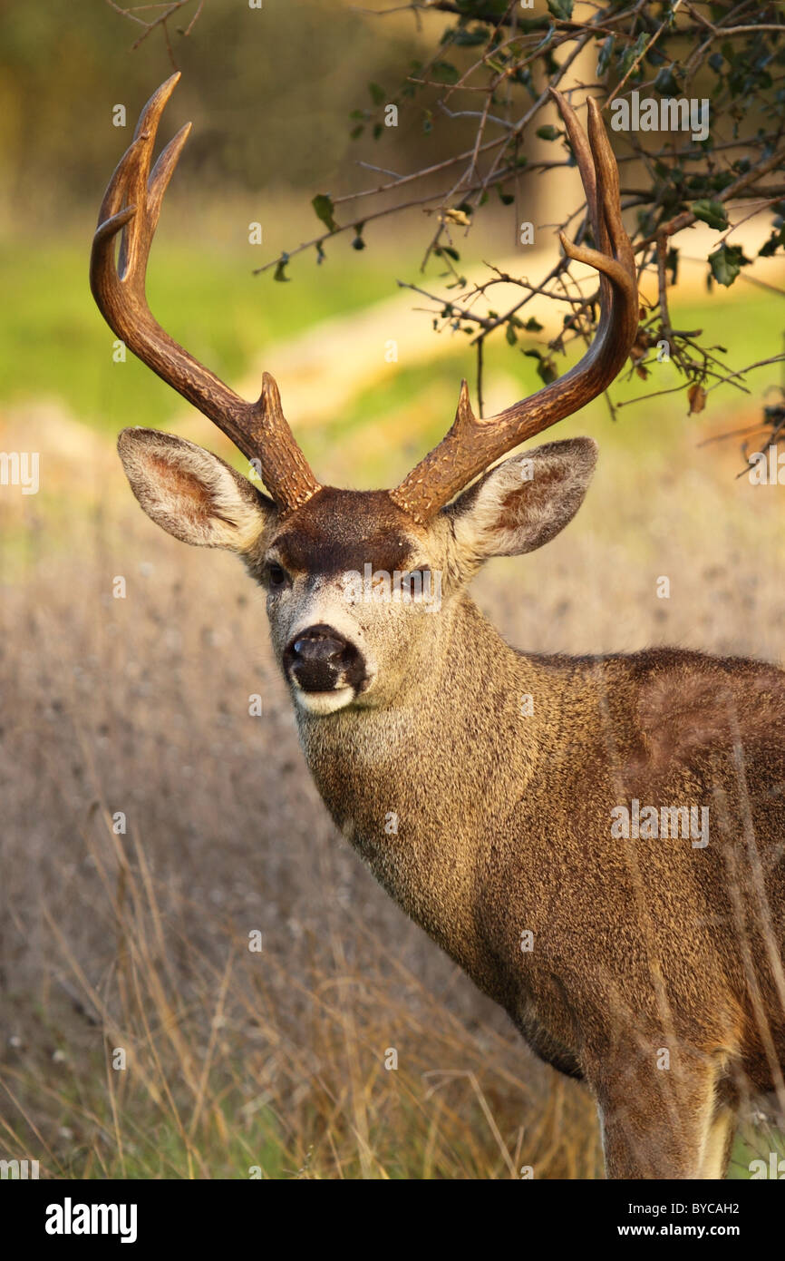 8 point buck hi-res stock photography and images - Alamy