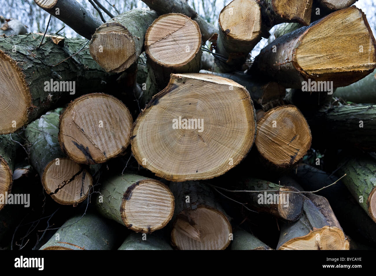 Sawn tree trunks stacked in Norsey Woods in Essex. Photograph by Gordon ...
