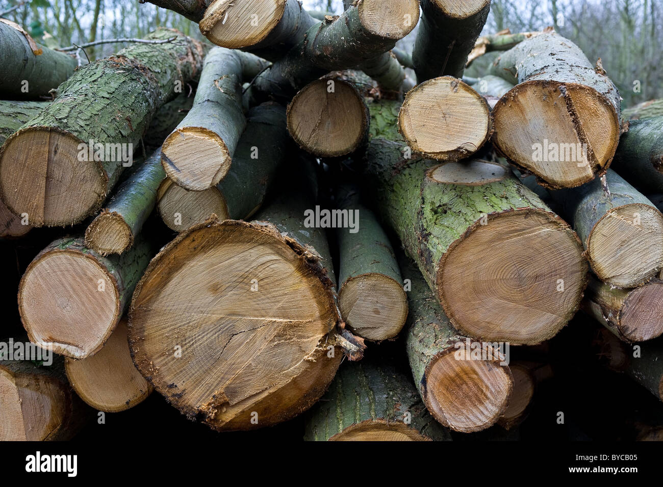 A pile of sawn tree trunks in Norsey Woods in Essex Stock Photo - Alamy