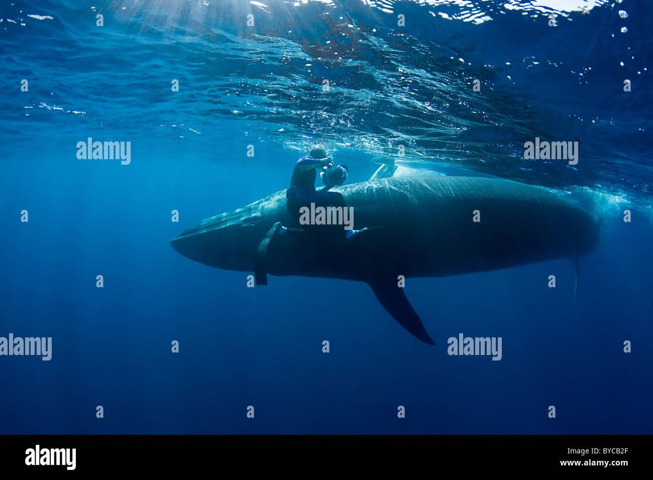 Doug perrine bryde's whale hi-res stock photography and images - Alamy