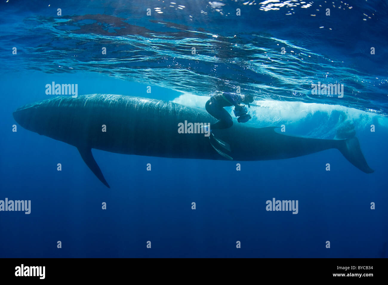Whale bryde 5 hi-res stock photography and images - Alamy
