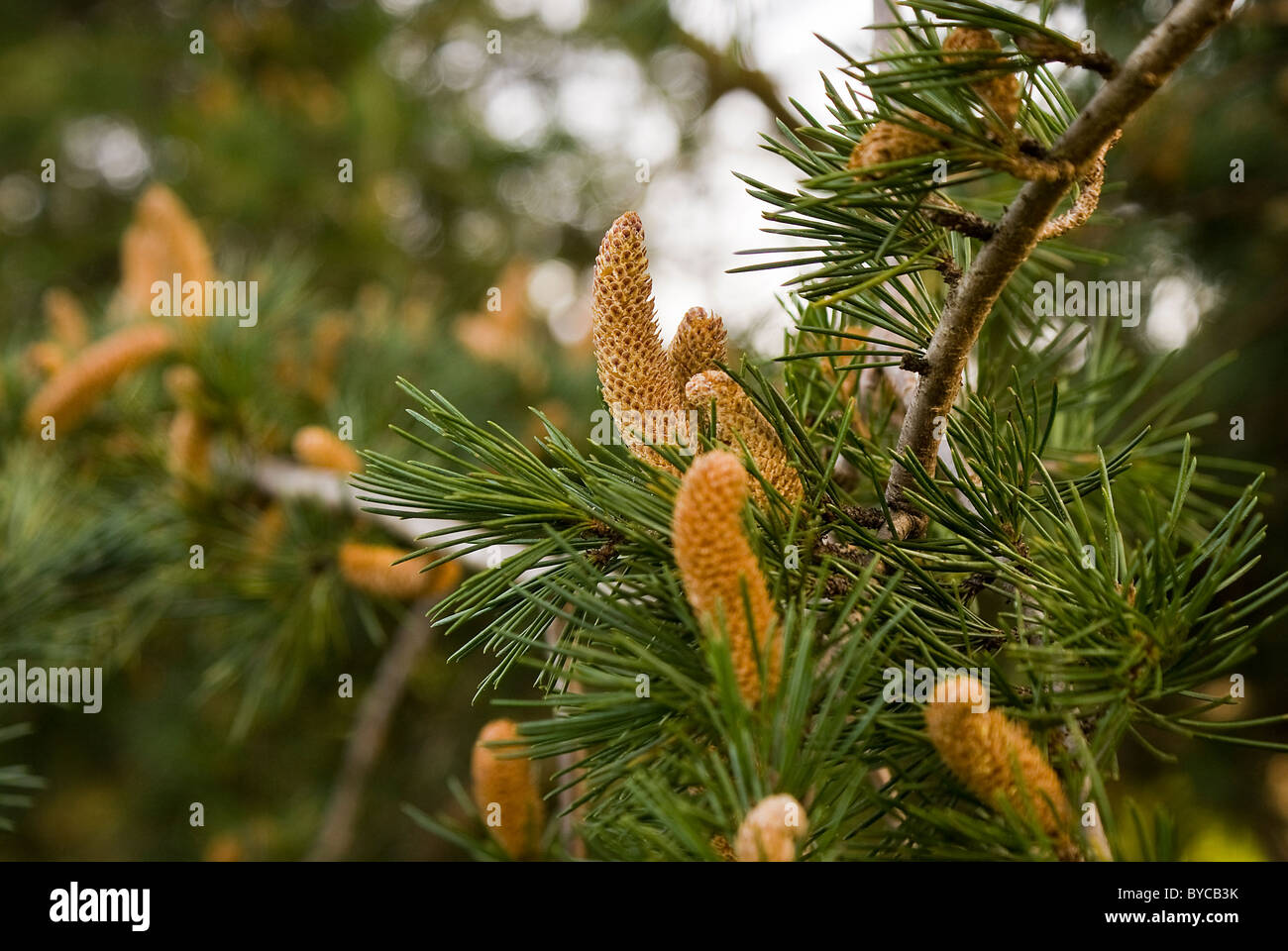 Pine Tree Seeds High Resolution Stock Photography and Images - Alamy