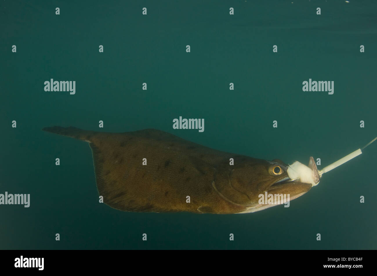 Underwater photograph of an arrow tooth flounder being caught while ...