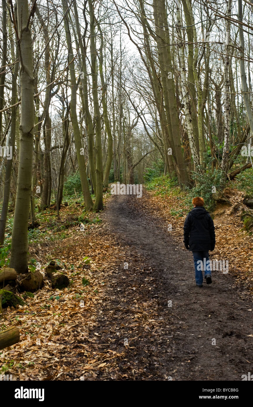A woman walking alone along a path through Norsey Woods in Essex Stock ...