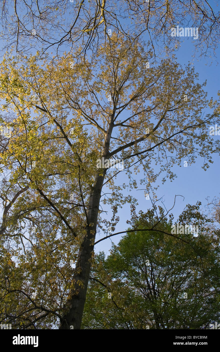Tree botanical treetop hi-res stock photography and images - Alamy