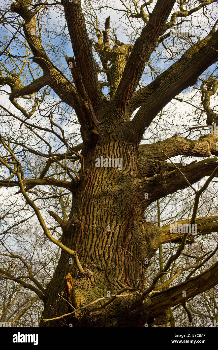 An ancient oak tree in Norsey Woods in Essex. Photograph by Gordon ...