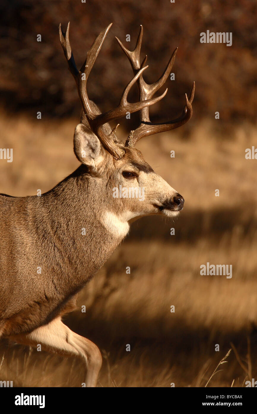 A trophy Mule Deer buck mid-step Stock Photo - Alamy