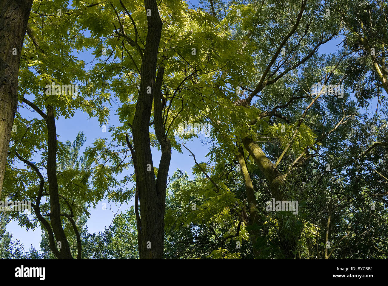 High treetops hi-res stock photography and images - Alamy