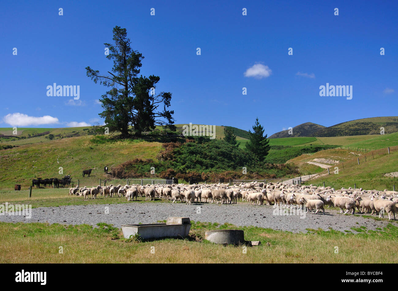 Sheep muster near Geraldine, Timaru District, Canterbury Region, South ...