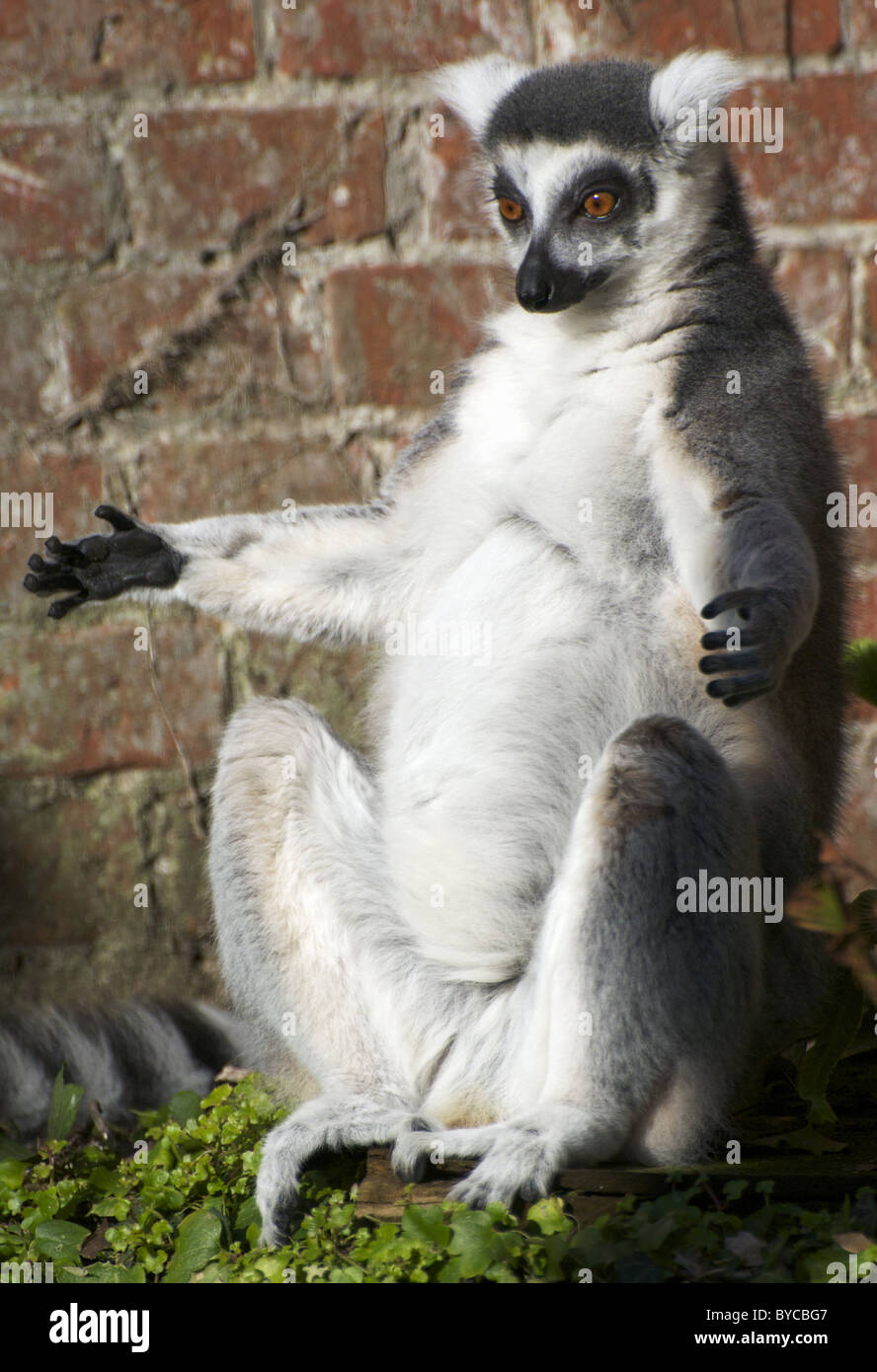 Lemur sunbathing hi-res stock photography and images - Alamy