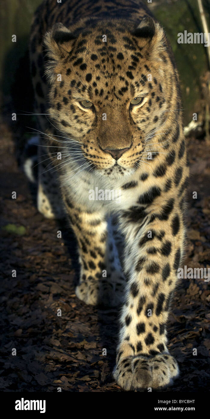 Amur leopard walking camera hi-res stock photography and images - Alamy