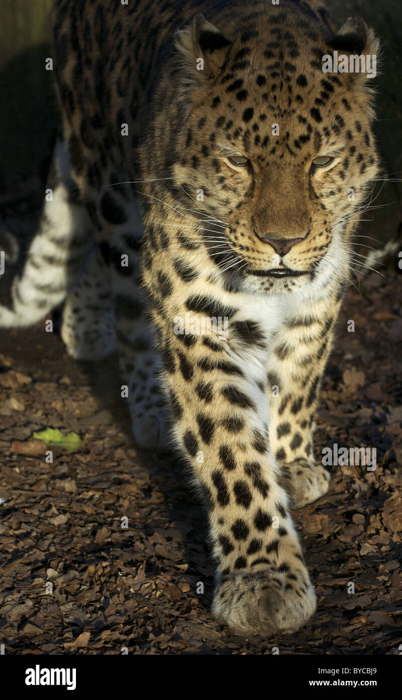 Male Amur leopard walking towards camera Stock Photo - Alamy
