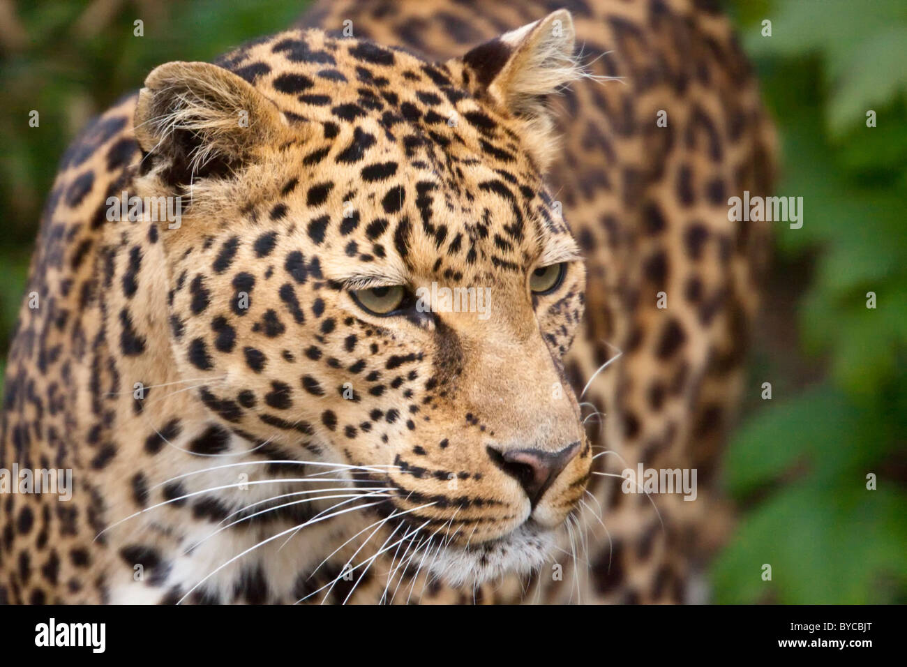 African leopard panthera pardus pardus hi-res stock photography and ...