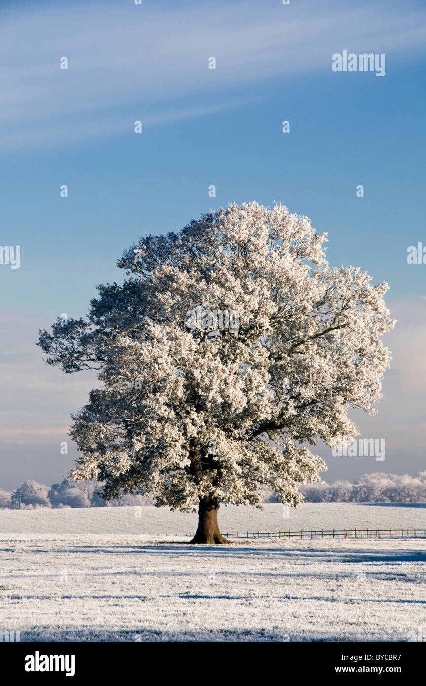 Sycamore trees in winter hi-res stock photography and images - Alamy
