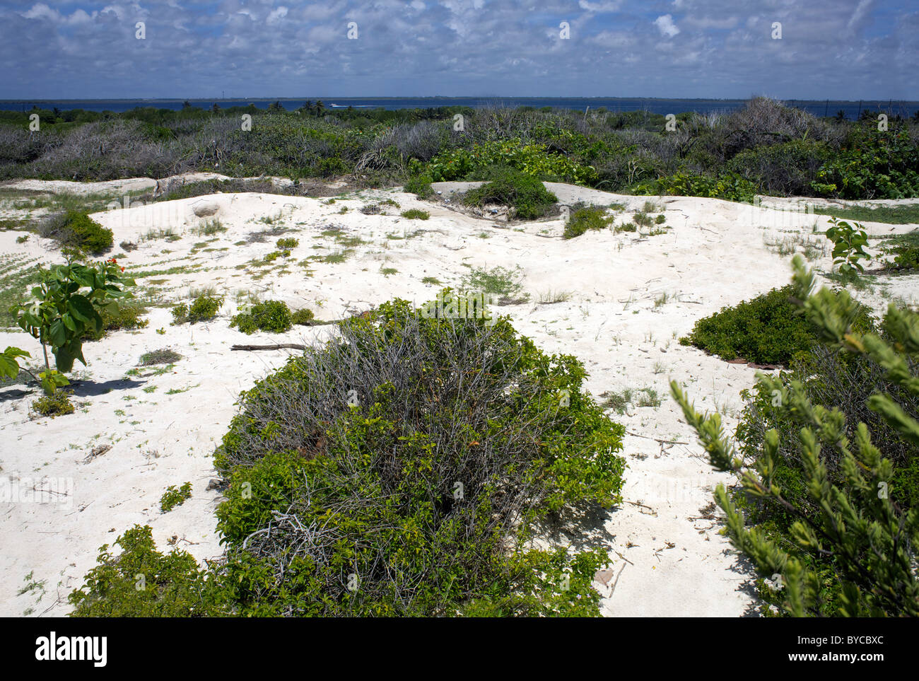 Sand dunes, Cancun, Quintana Roo, Yucatán Peninsula, Mexico, Yucatan ...