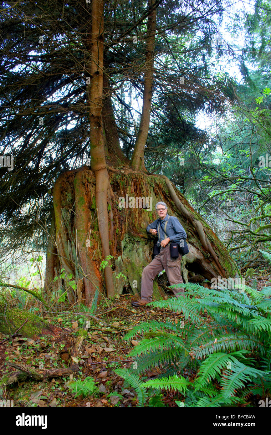 A man standing by a 7 ft diameter conifer stump, now a "nurse log" for ...