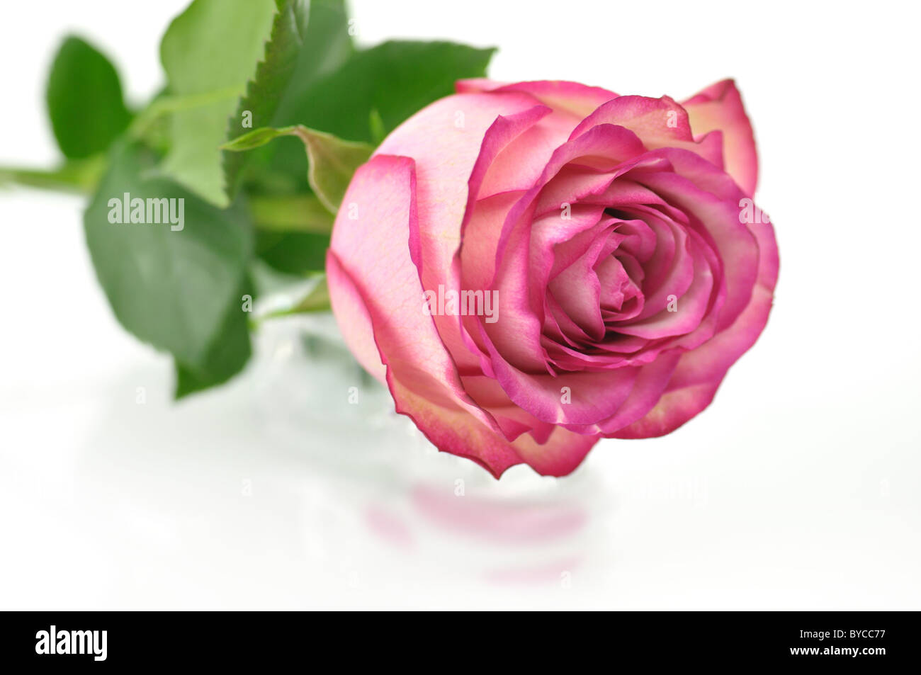 single pink rose flower on a white background Stock Photo - Alamy