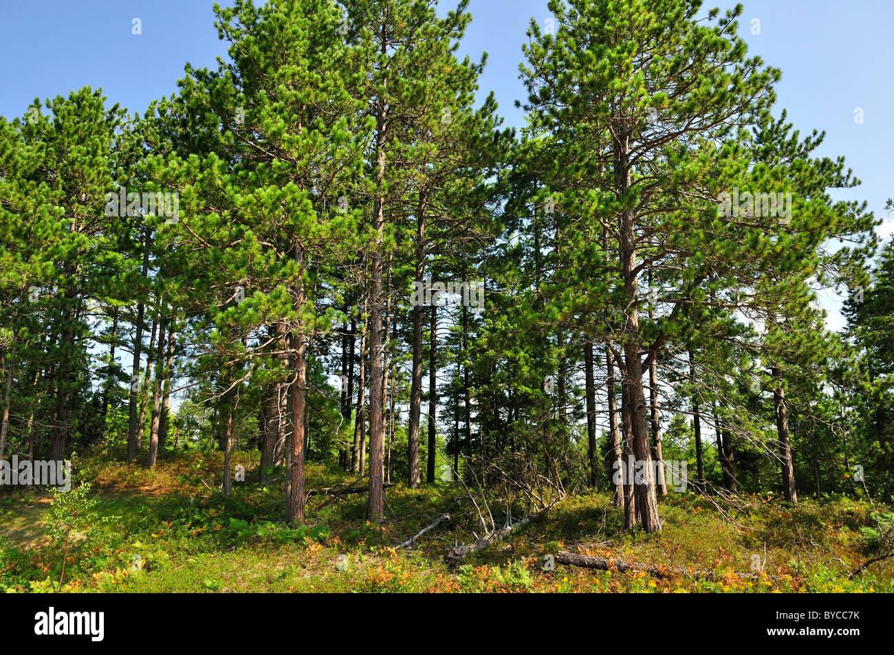 Pine tree forest hi-res stock photography and images - Alamy