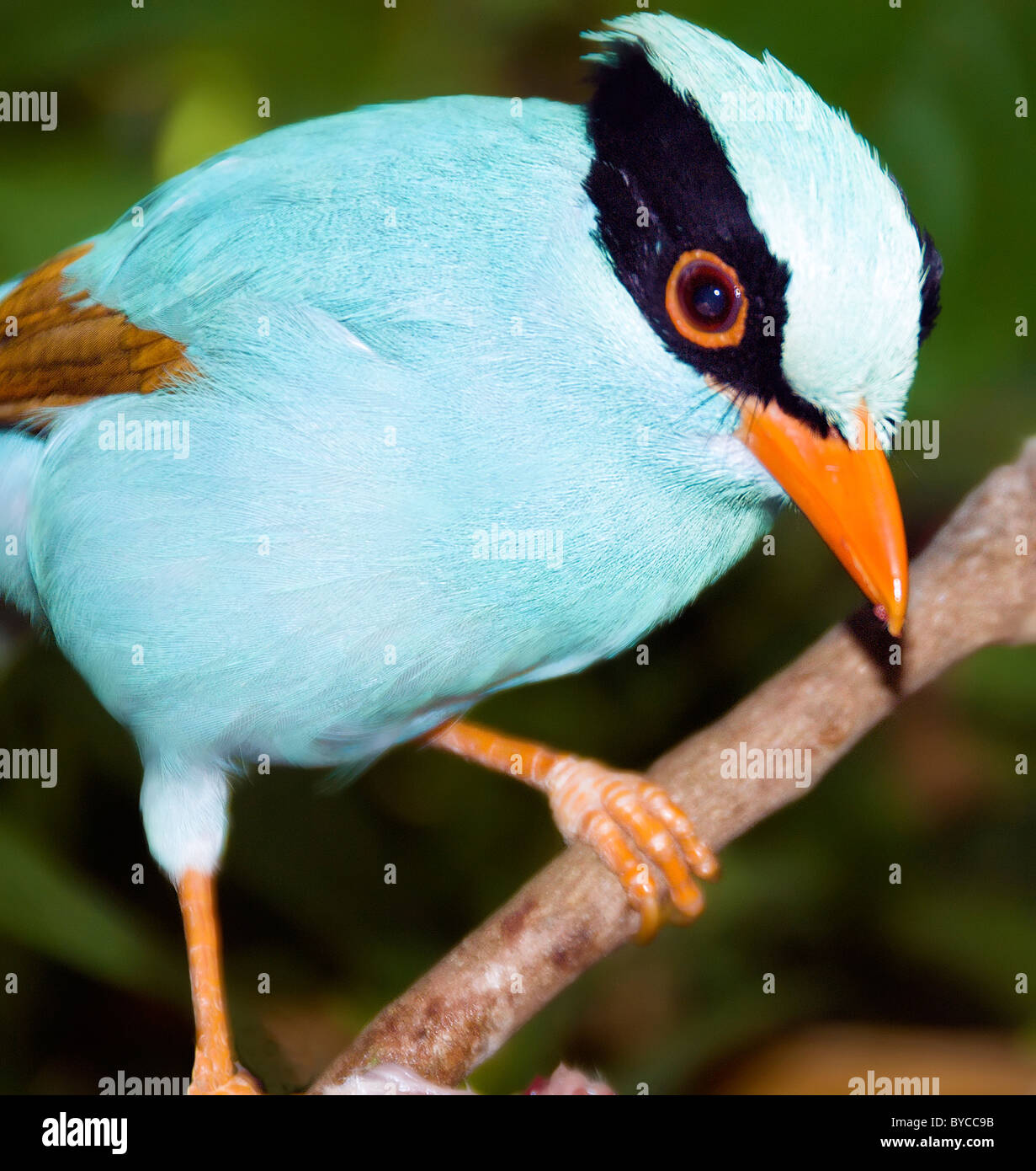 Cissa chinensis hi-res stock photography and images - Alamy