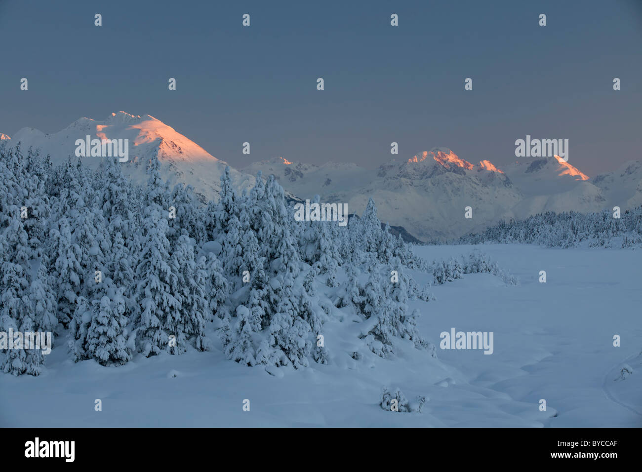 Snow trees in Turnagain Pass, Chugach National Forest, Alaska Stock ...