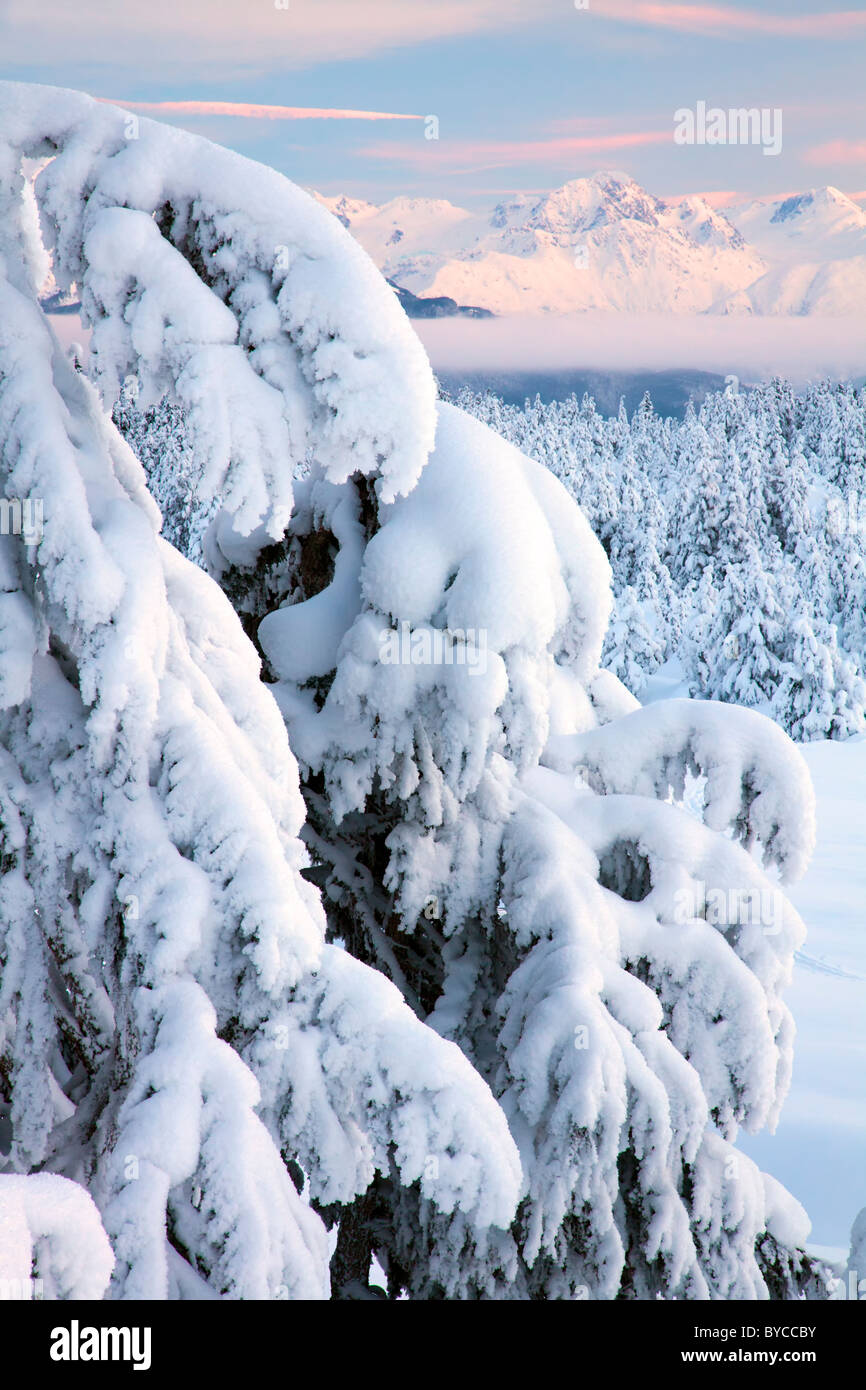 Snowy trees in Turnagain Pass, Chugach National Forest, Alaska Stock ...
