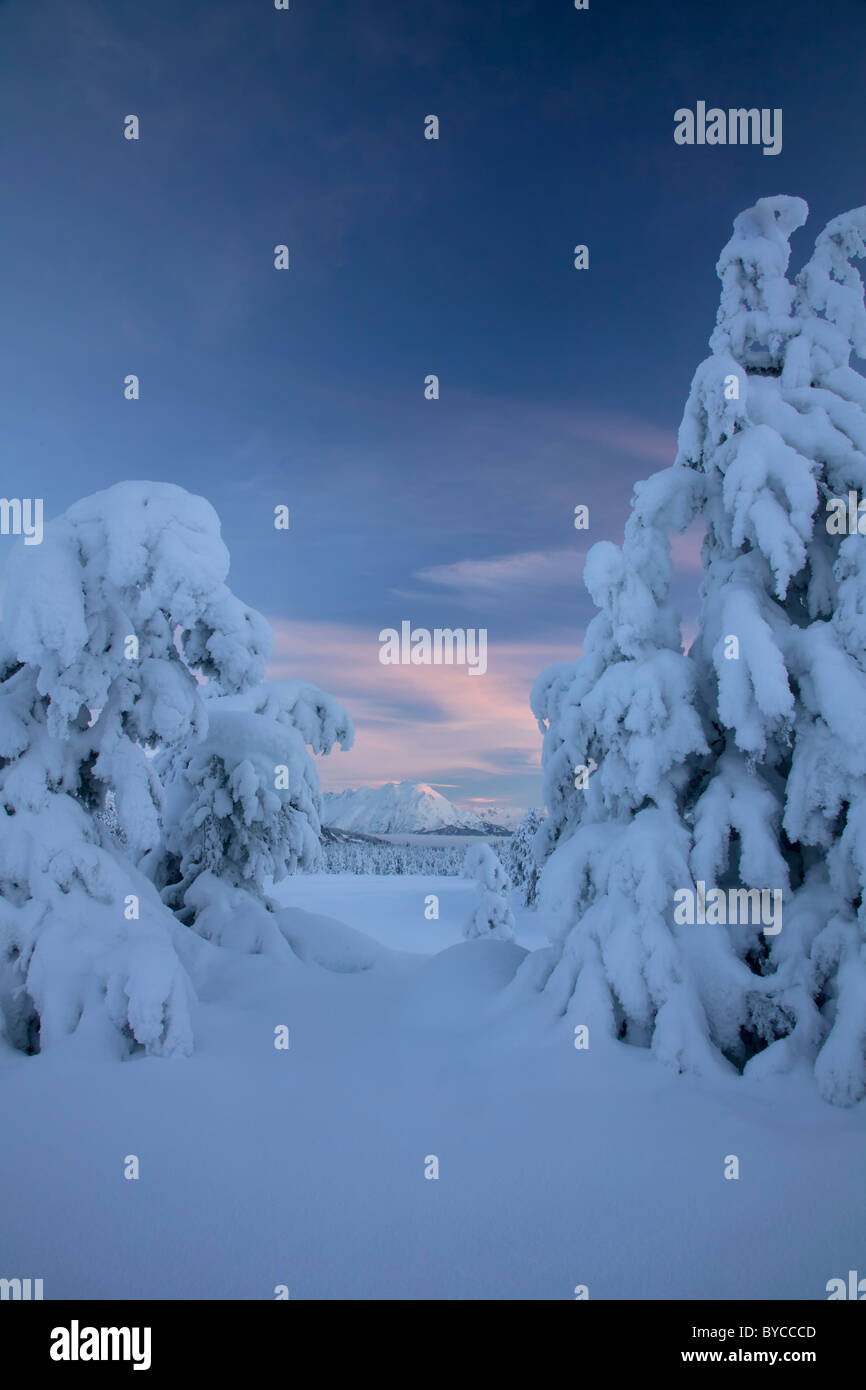 Snowy trees in Turnagain Pass, Chugach National Forest, Alaska Stock ...