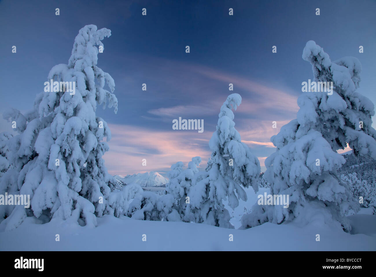 Snowy trees in Turnagain Pass, Chugach National Forest, Alaska Stock ...