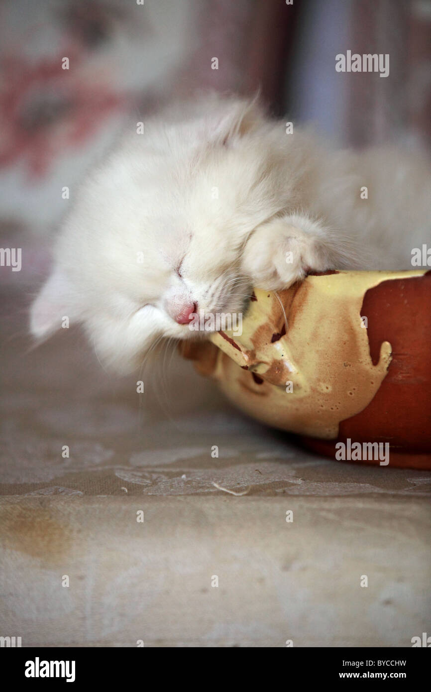Cute Persian kitten sleeping Andhra Pradesh South India Stock Photo - Alamy