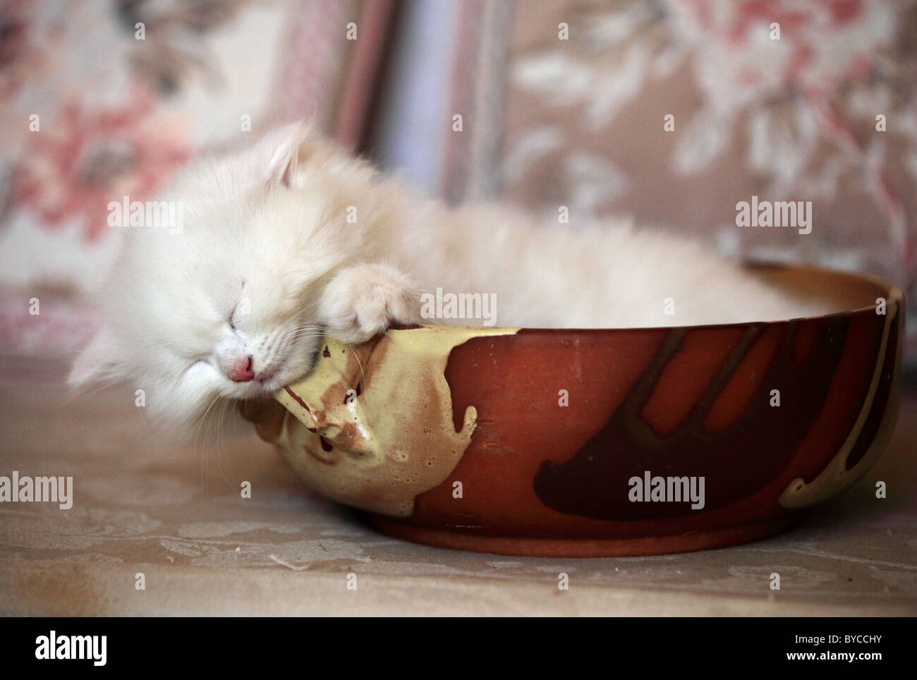 Cute Persian kitten sleeping Andhra Pradesh South India Stock Photo - Alamy