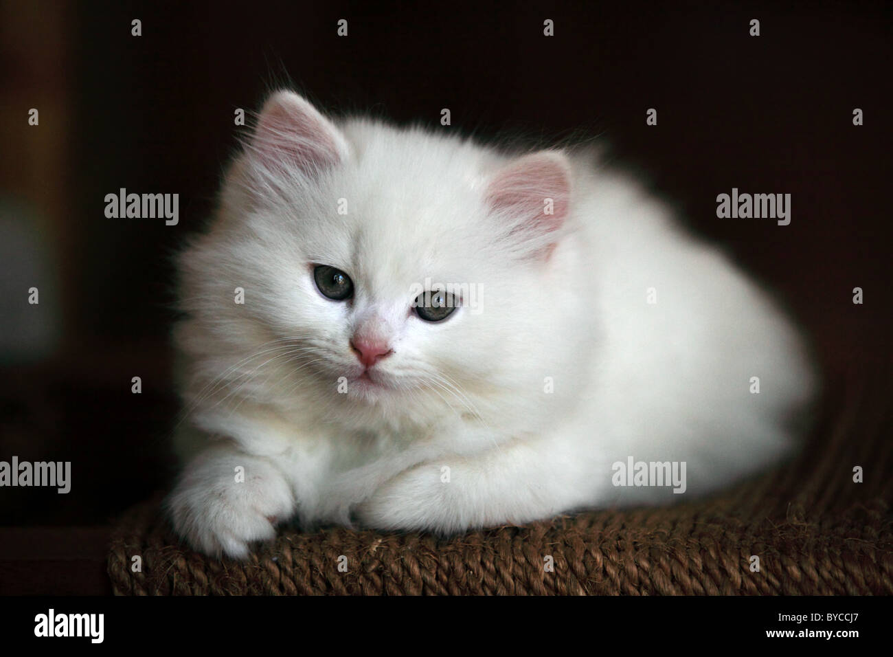 Cute Persian kitten Andhra Pradesh South India Stock Photo - Alamy