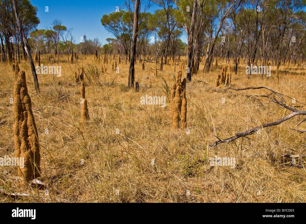termite mounts in the australian outback, Northern territory Stock ...
