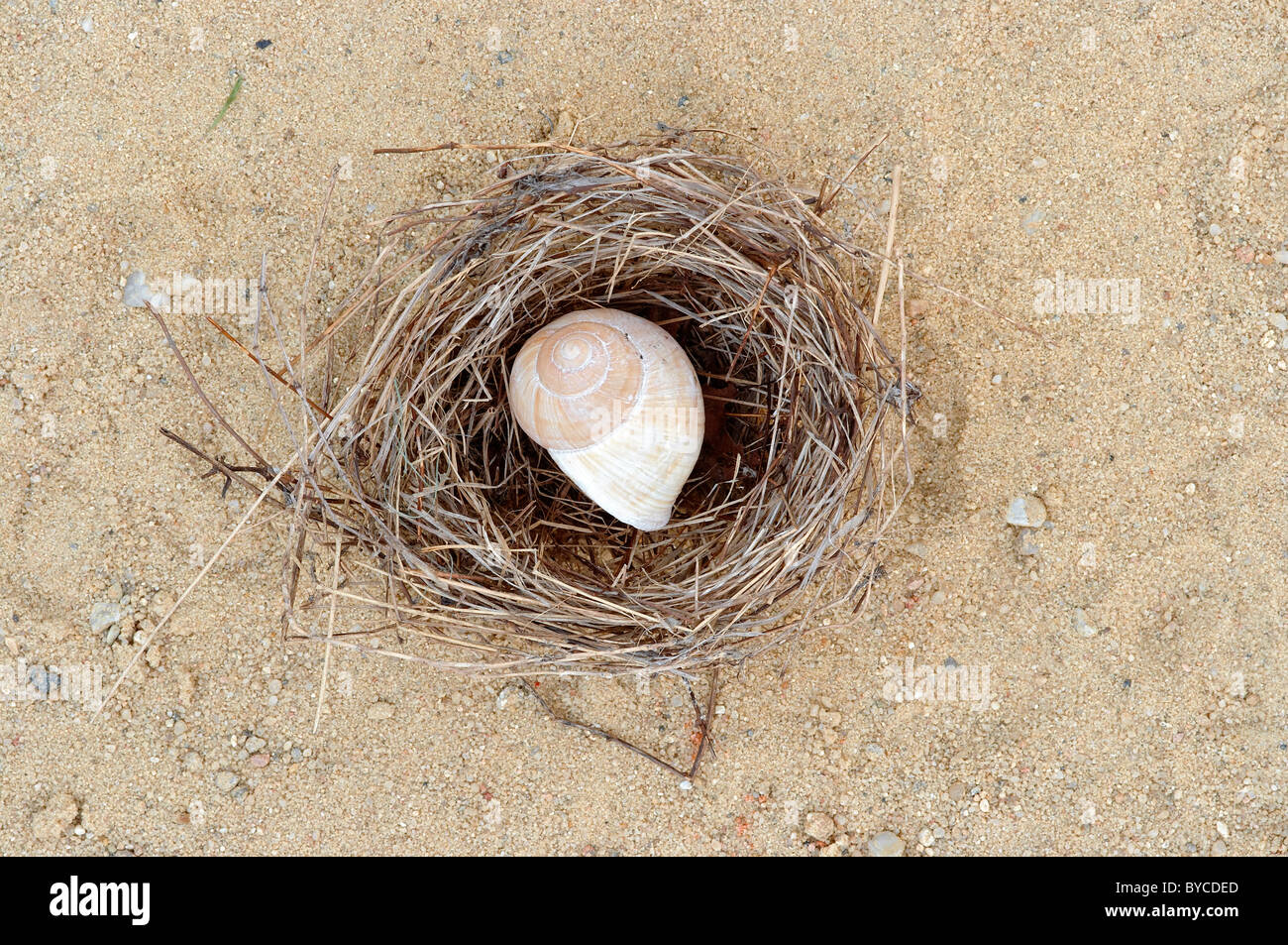 snail conch in nest Stock Photo - Alamy