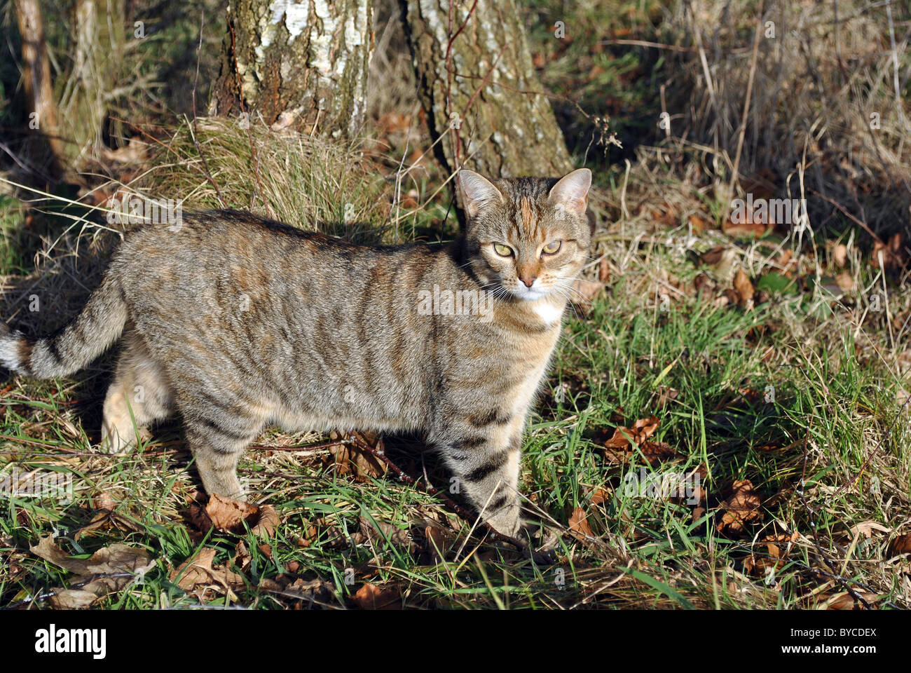 beautiful striped cat hunting outdoors Stock Photo - Alamy
