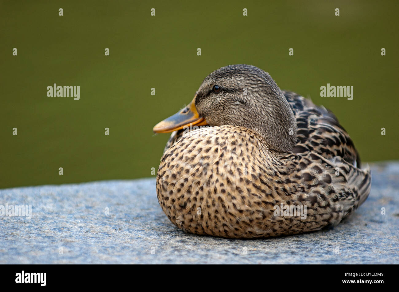 Duck on a river bank Stock Photo - Alamy