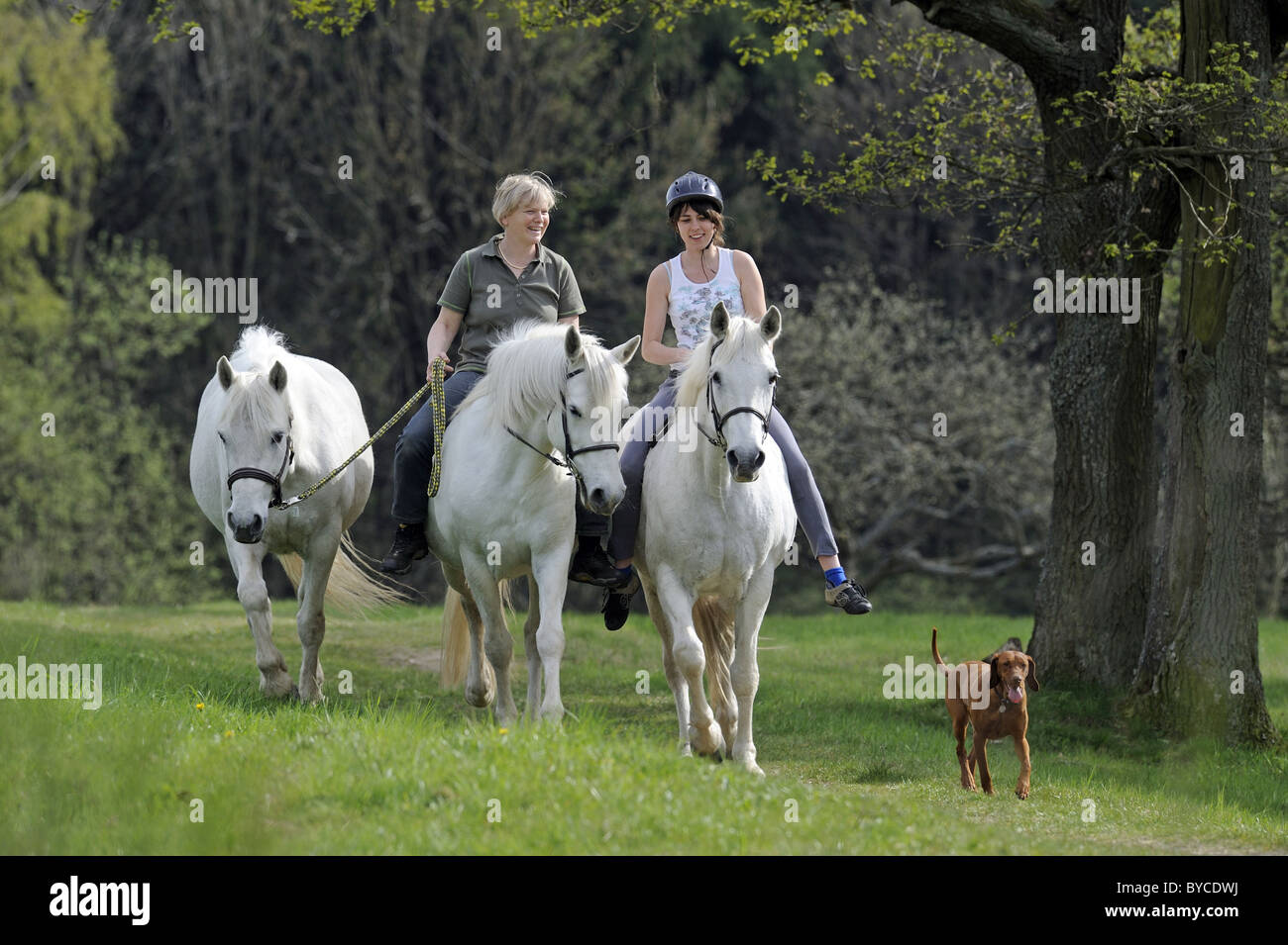 Connemara Pony (Equus ferus caballus). Two young women riding towards ...