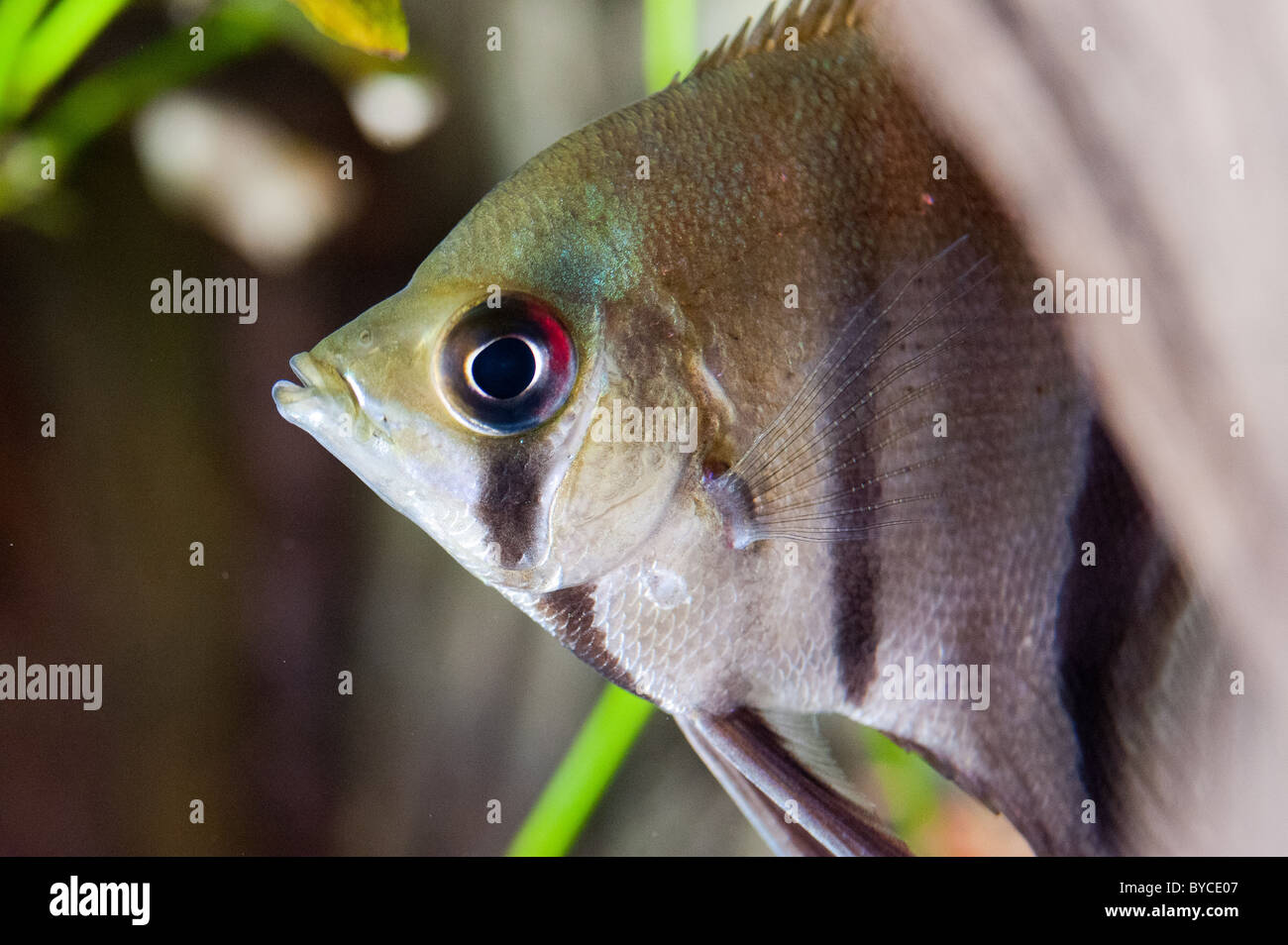 Altum skalar hi-res stock photography and images - Alamy