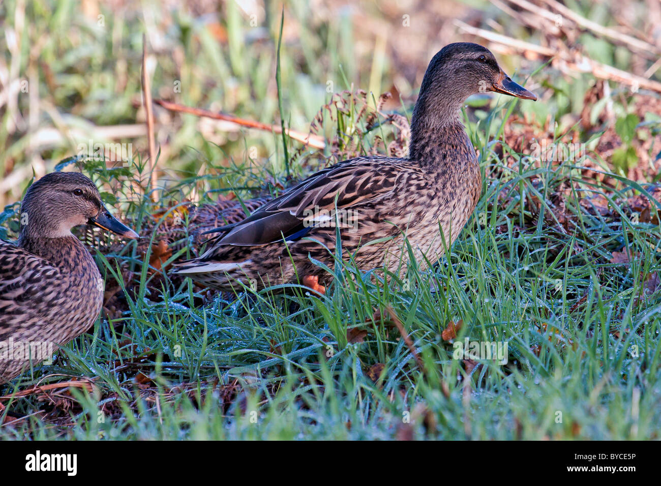 Two mallards walking hi-res stock photography and images - Alamy