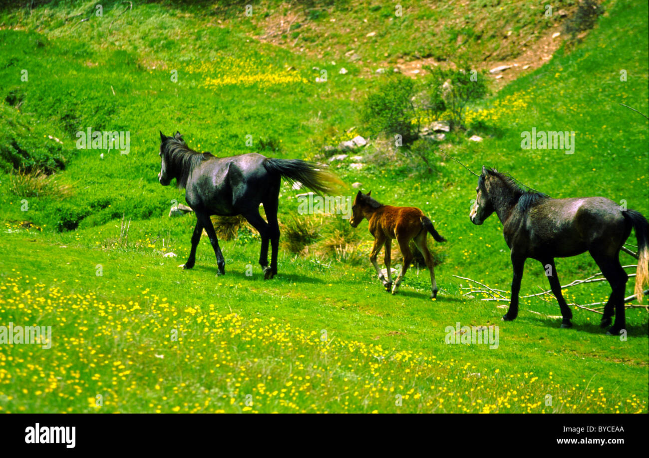 Vitsi mountain hi-res stock photography and images - Alamy