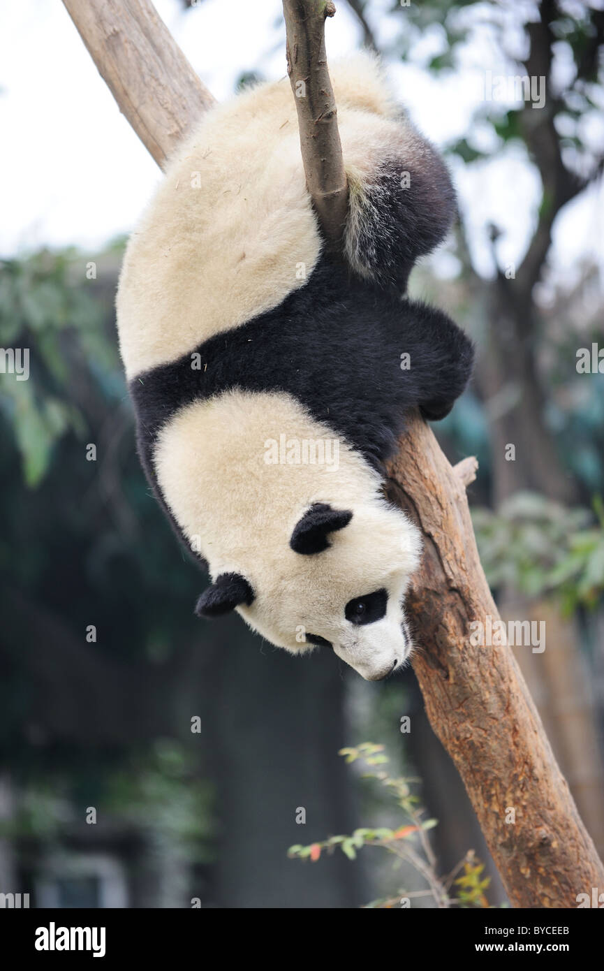 panda climbing tree Stock Photo - Alamy