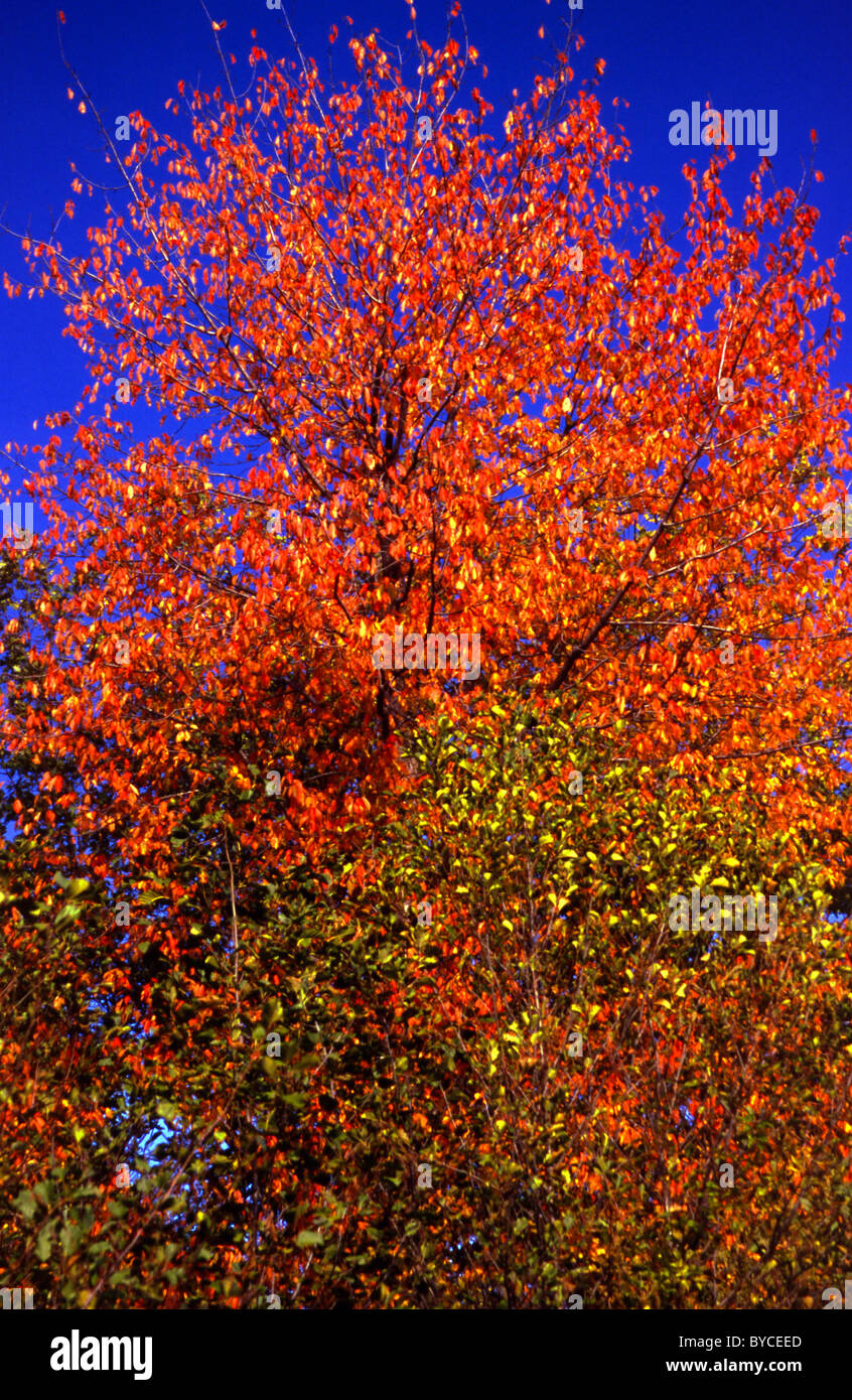 Greece beech trees hi-res stock photography and images - Alamy