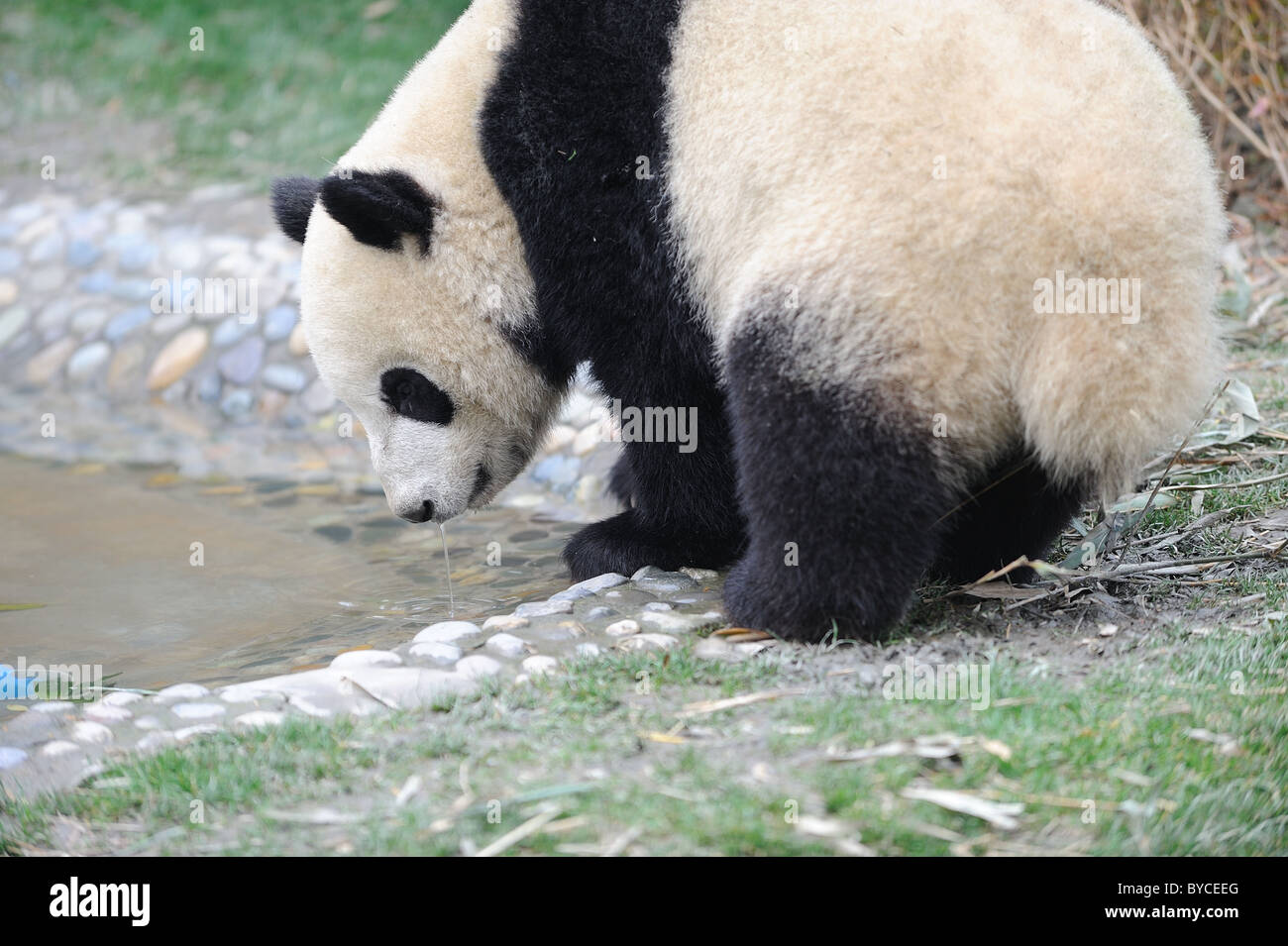 Endangered panda hi-res stock photography and images - Alamy