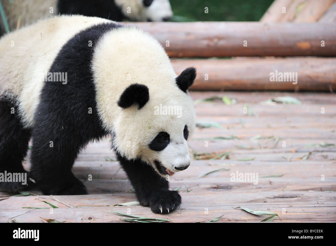 Panda and cub bear zoo hi-res stock photography and images - Alamy