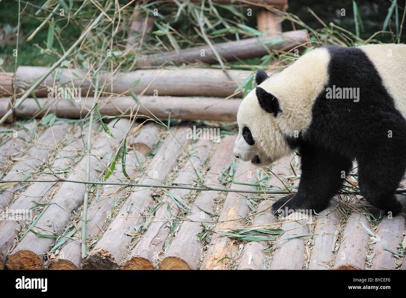 How Does A Panda Walk at Carolann Ness blog
