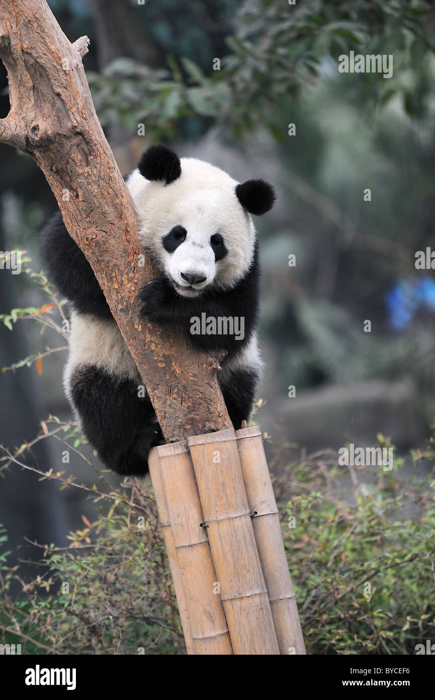 Panda cub hi-res stock photography and images - Alamy