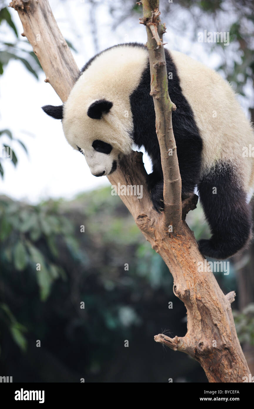 panda climbing tree Stock Photo - Alamy