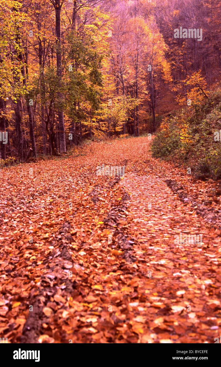 Autumn in Macedonia Greece, Beech trees Stock Photo - Alamy